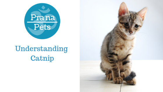Understanding Catnip copy | Prana Pets