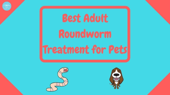 Best Adult Roundworm Treatment for Pets | Prana Pets