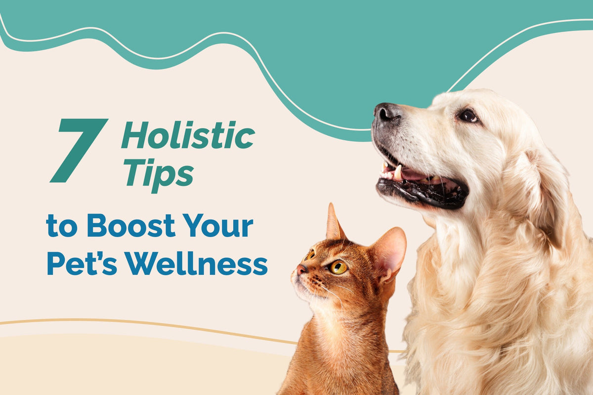 7 Easy Holistic Pet Health Tips for Daily Wellness | Prana Pets