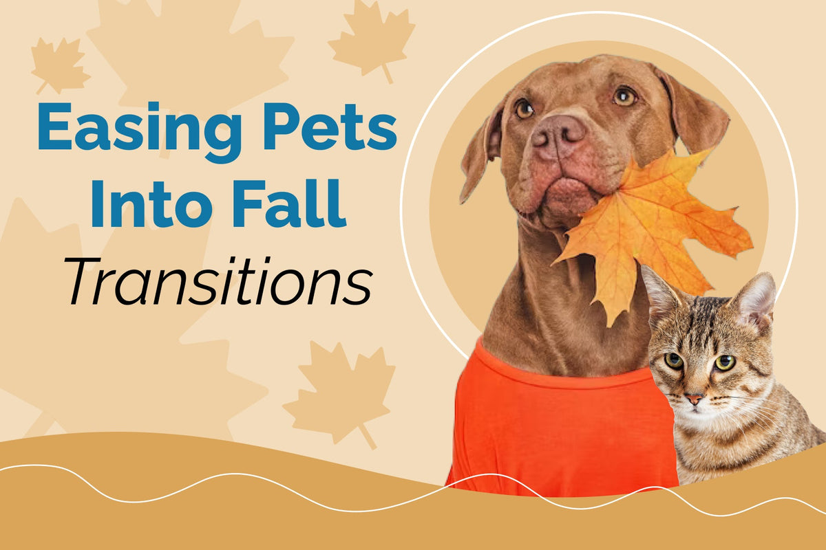 Essential Fall Pet Care Tips for a Smooth Transition | Prana Pets