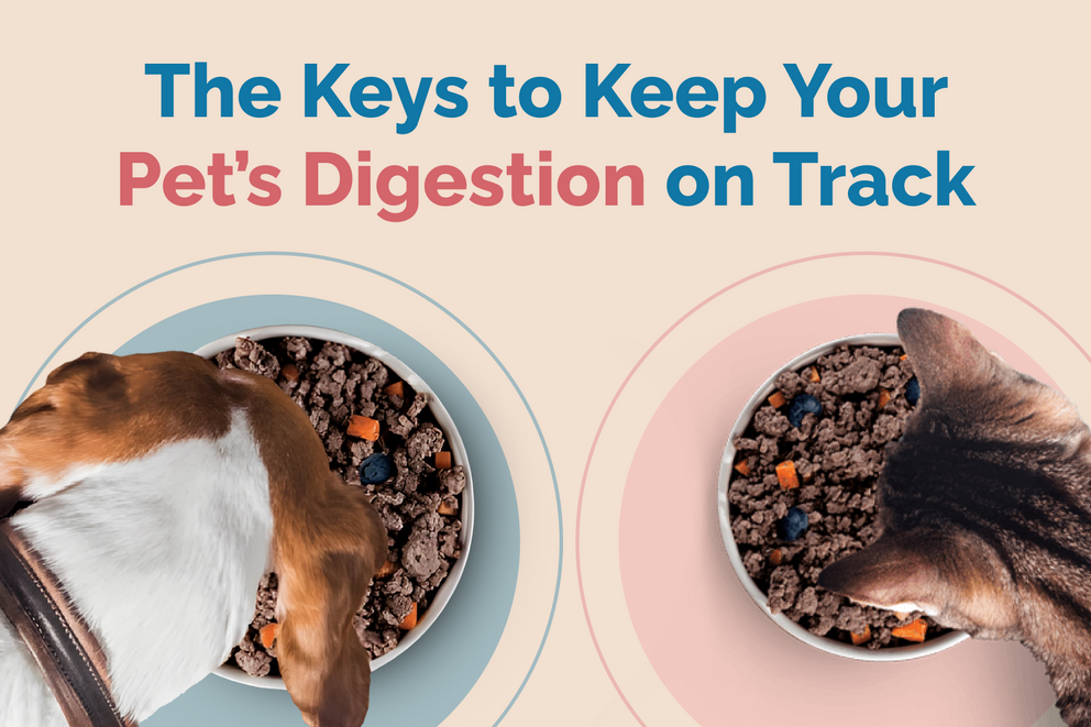Unlocking Pet Gut Health Tips for Better Digestion | Prana Pets