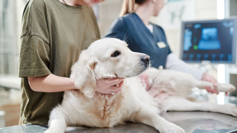 Sinus Infections in Dogs: Canine Sinusitis and Rhinitus | Prana Pets