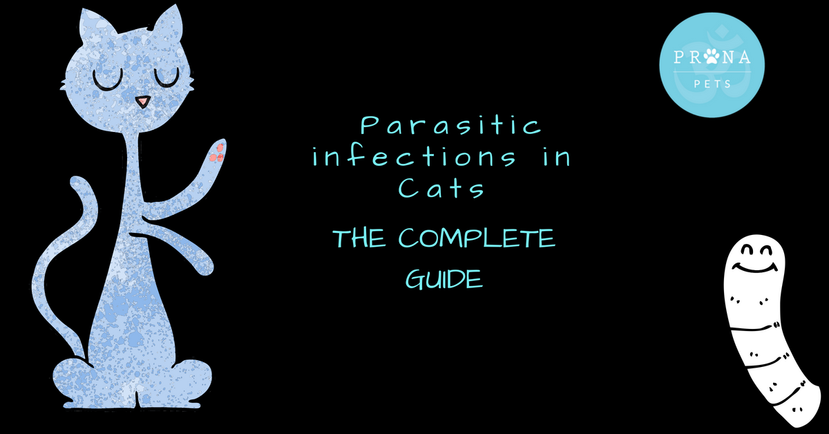Signs and Symptoms of Parasites in Cats | Prana Pets