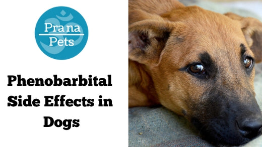 Phenobarbital Side Effects in Dogs | Prana Pets