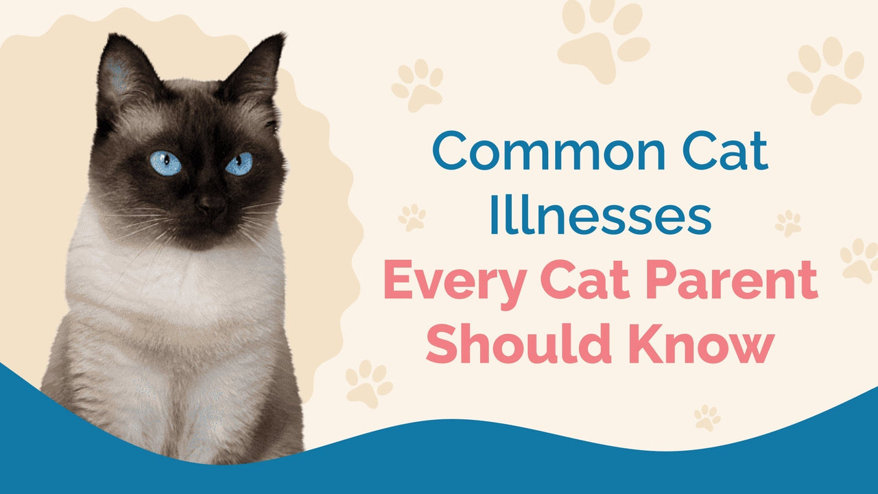 9 Common Cat Illnesses: A Pet Parent's Guide | Prana Pets