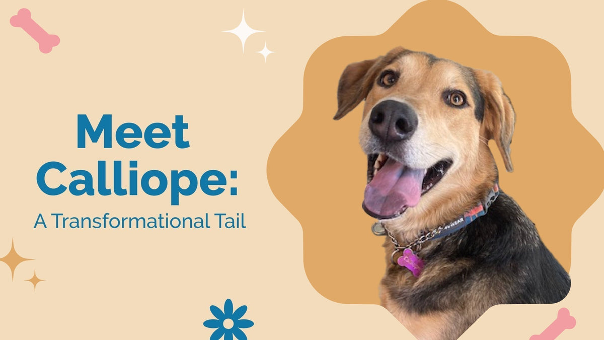 Real-Life Stories: How Supplements Have Transformed Calliope’s Life ...