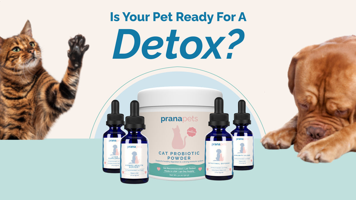 Understanding the Benefits of a Detox for Pets | Prana Pets