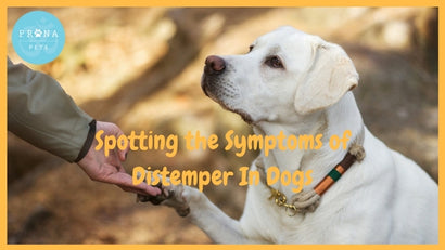 Spotting the Symptoms of Distemper in Dogs | Prana Pets