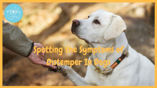 Spotting the Symptoms of Distemper in Dogs | Prana Pets