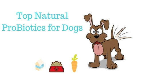 Best Natural Probiotics for Dogs - Prana Pets
