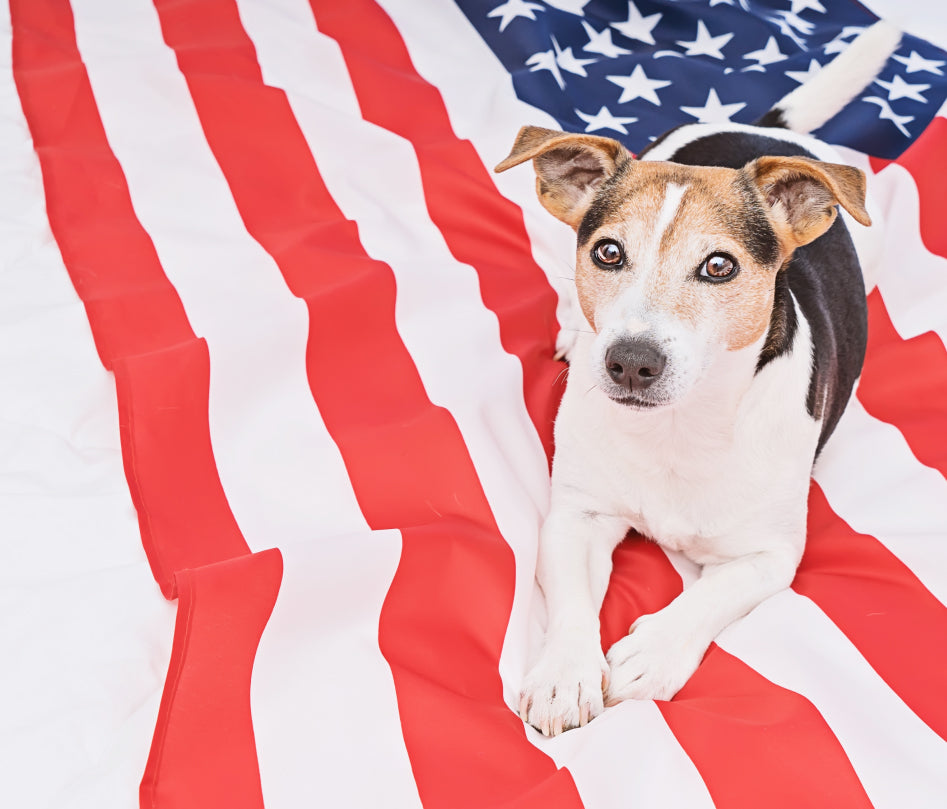 July 4th Safety Tips for Dogs and Cats | Prana Pets