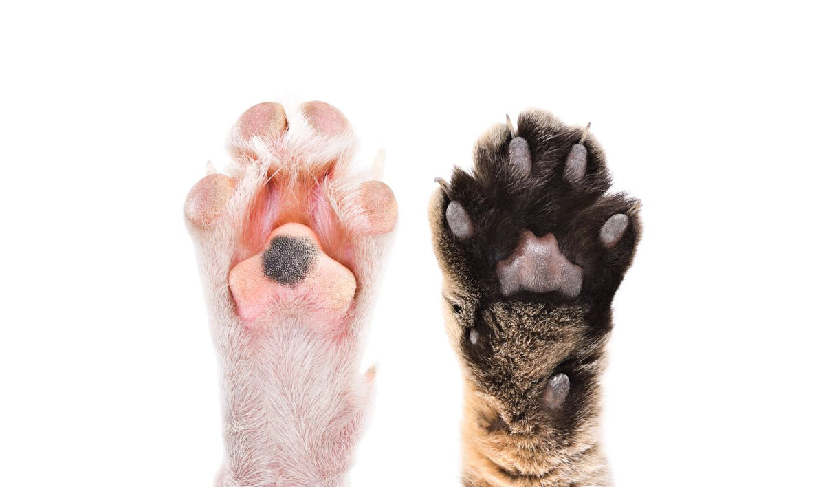 Cracked Paw Pads: Paw Health 101 | Prana Pets