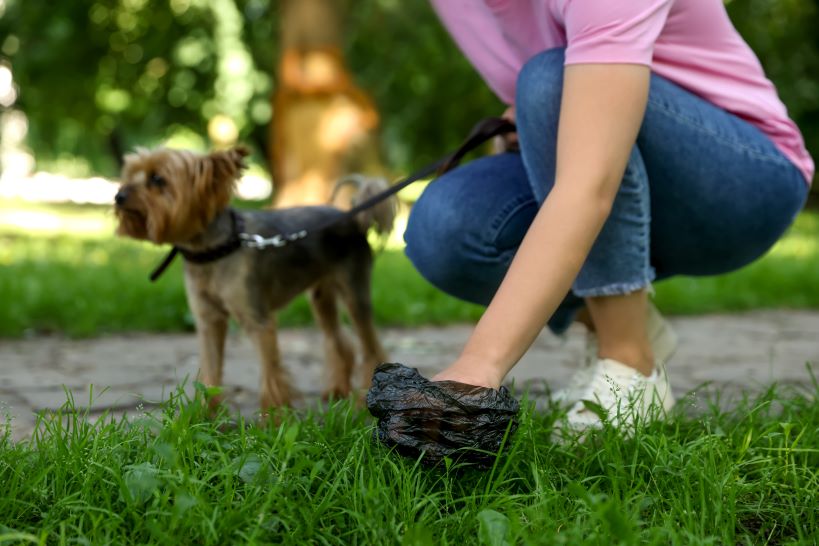 The Scoop on Poop: What Your Dog's Waste Says About Their Health ...