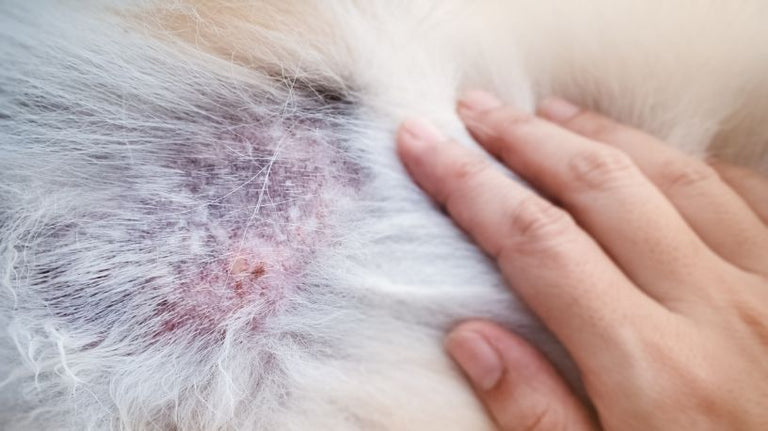 Dog Skin Conditions: 9 Common Causes & Treatments | Prana Pets