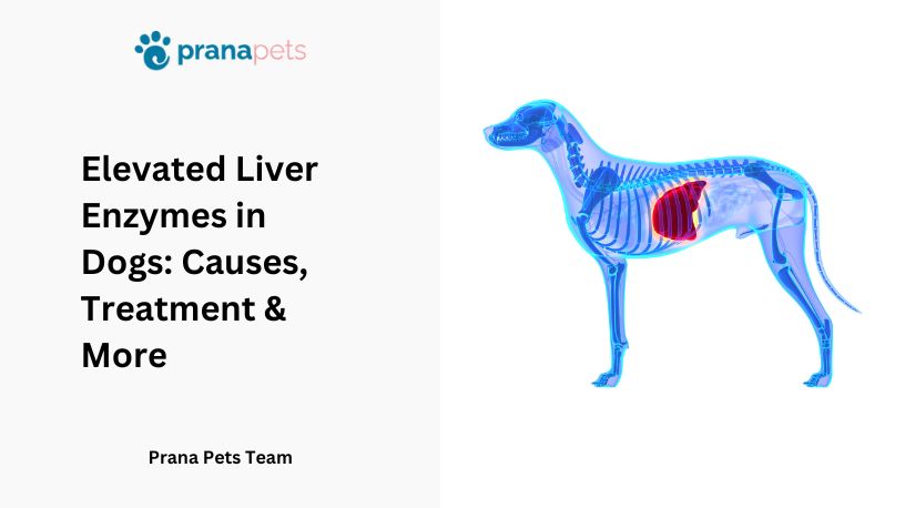 Elevated Liver Enzymes In Dogs: Causes, Treatment & More - Prana Pets