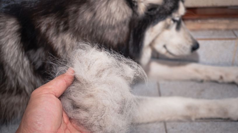 Hair Loss in Dogs: Common Causes, Symptoms & Diagnosis | Prana Pets