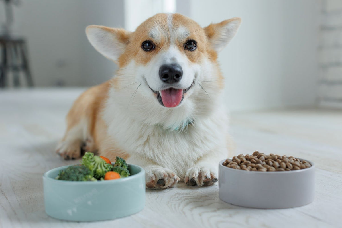 Happy Belly: Best Foods for Dog Gut Health | Prana Pets