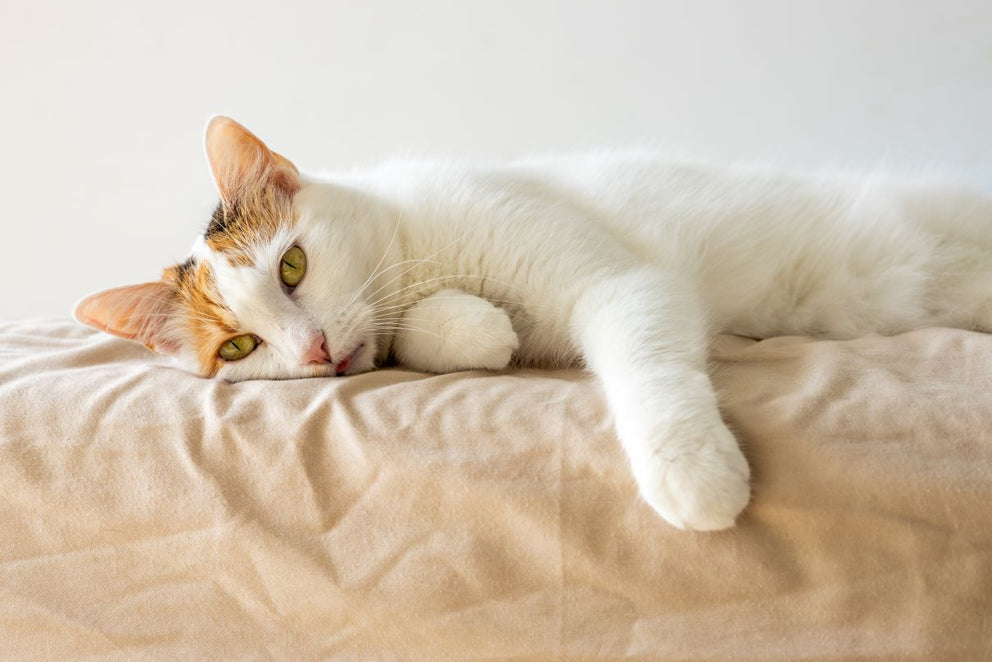 How Can You Tell If Your Cat Is Sick? | Prana Pets