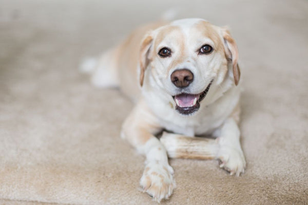 Canine Melatonin Dosage: A Comprehensive Guide – Prana Pets