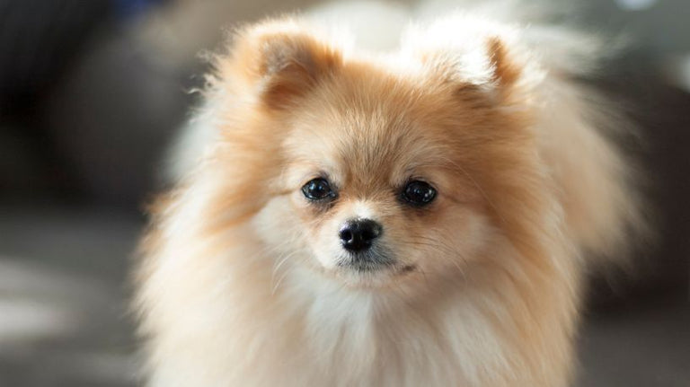 Pomeranian Dog Breed Information - Prana Pets