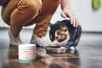 Cat Probiotic Powder Ingredients Deep Dive | Prana Pets