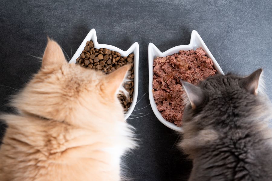 Cat Stomach Problems: Understanding Your Cat’s Gut Biome | Prana Pets