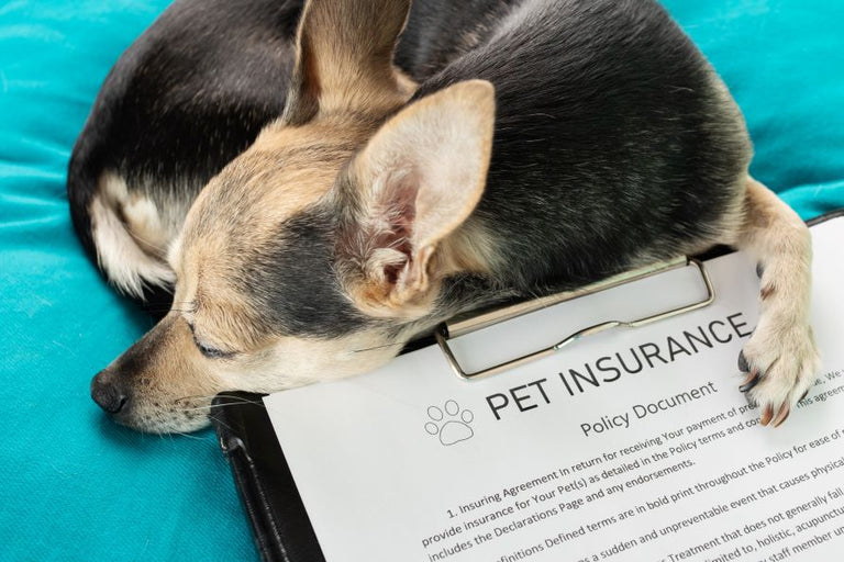 Understanding Pet Insurance for Elderly Dogs & Cats | Prana Pets