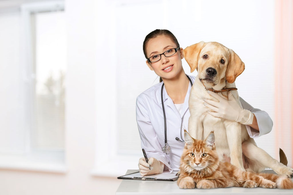 Essential Guide: Preventative Vet Care for Pets | Prana Pets