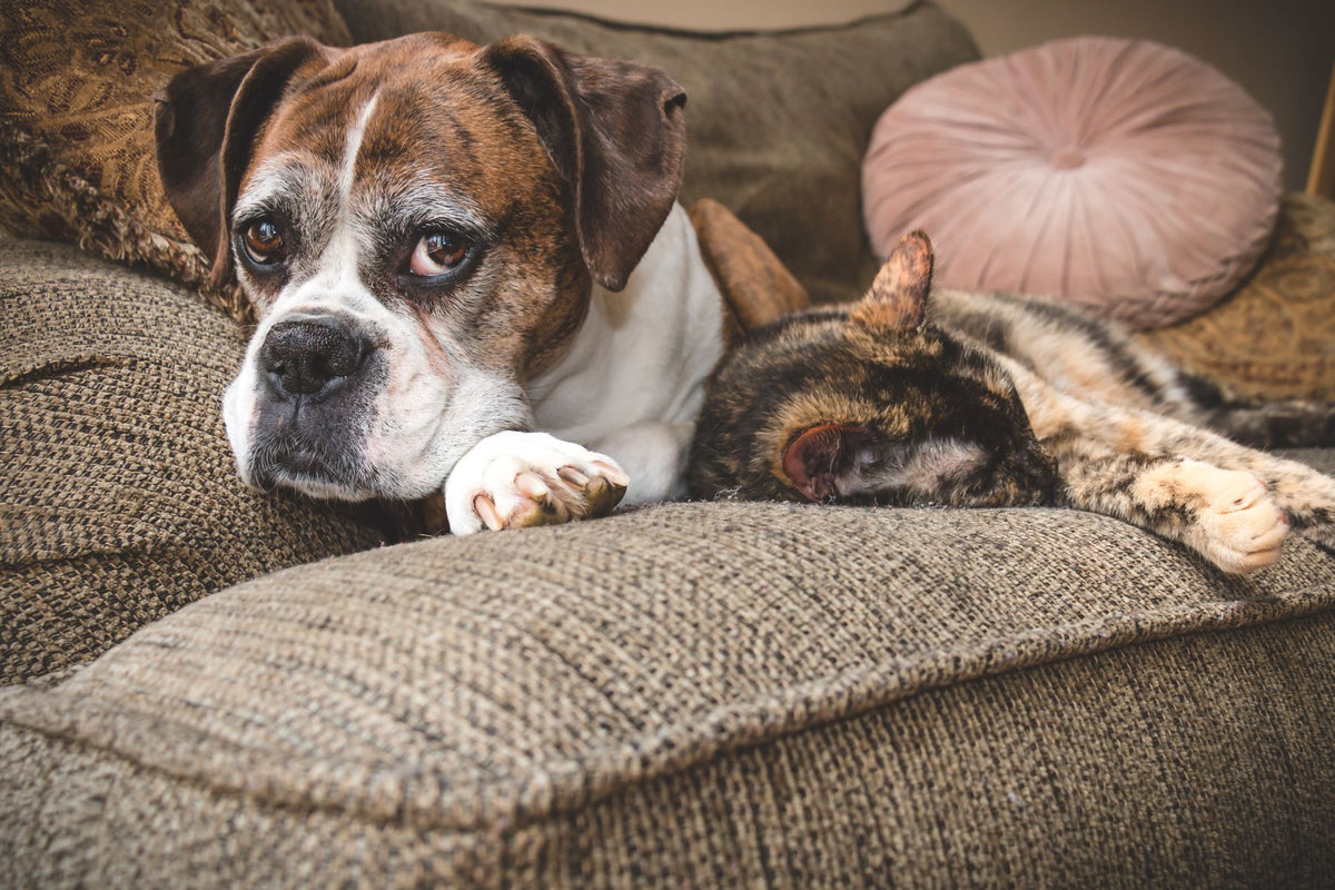 6 Tips for Creating A Safe & Comfortable Home for Senior Pets | Prana Pets