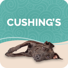 Natural Treatment for Cushing's Disease in Dogs - Prana Pets