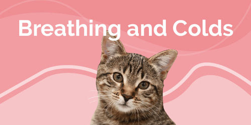 Cat Respiratory & Breathing Support | Prana Pets
